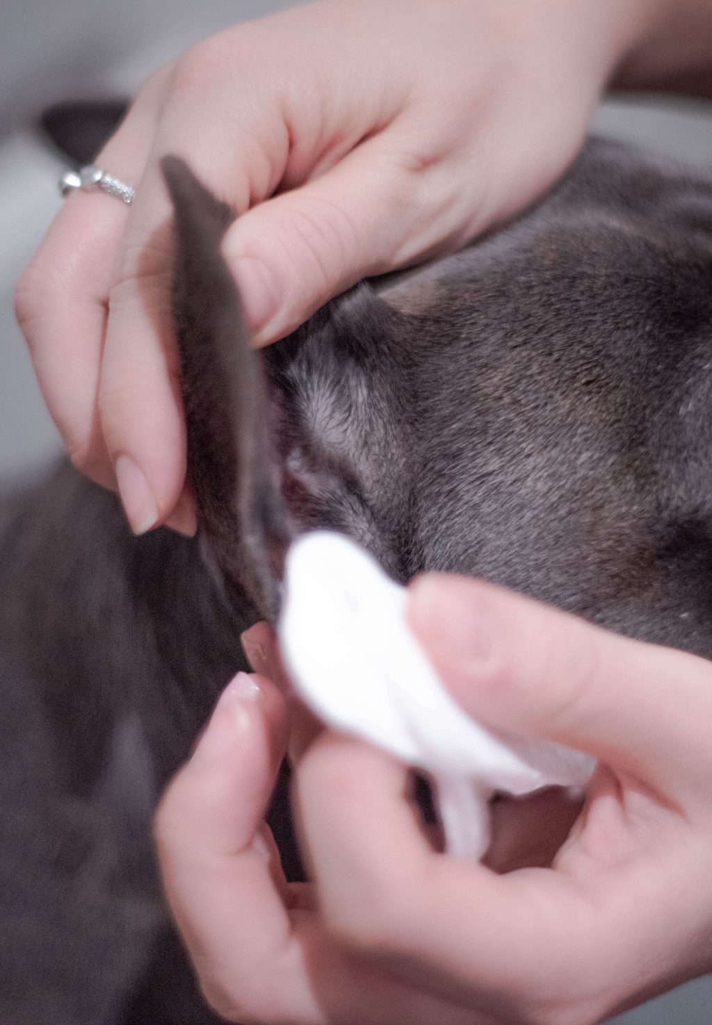 Czyszczenie uszu u psa - jak i czym czyścić psie uszy? - frenchowelove.pl